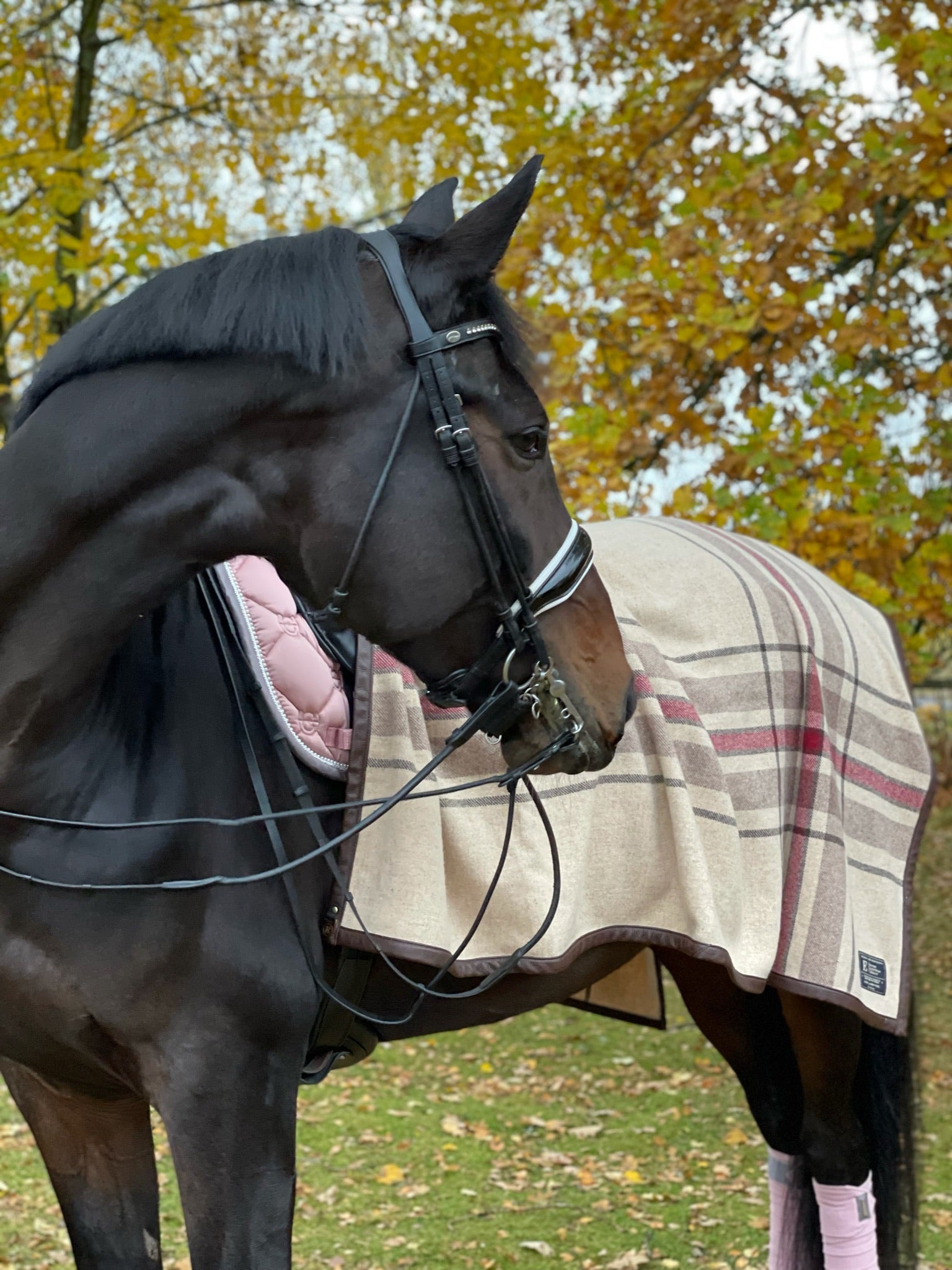 Hevonen - Satulatarvikkeet – Ratsastuskauppa